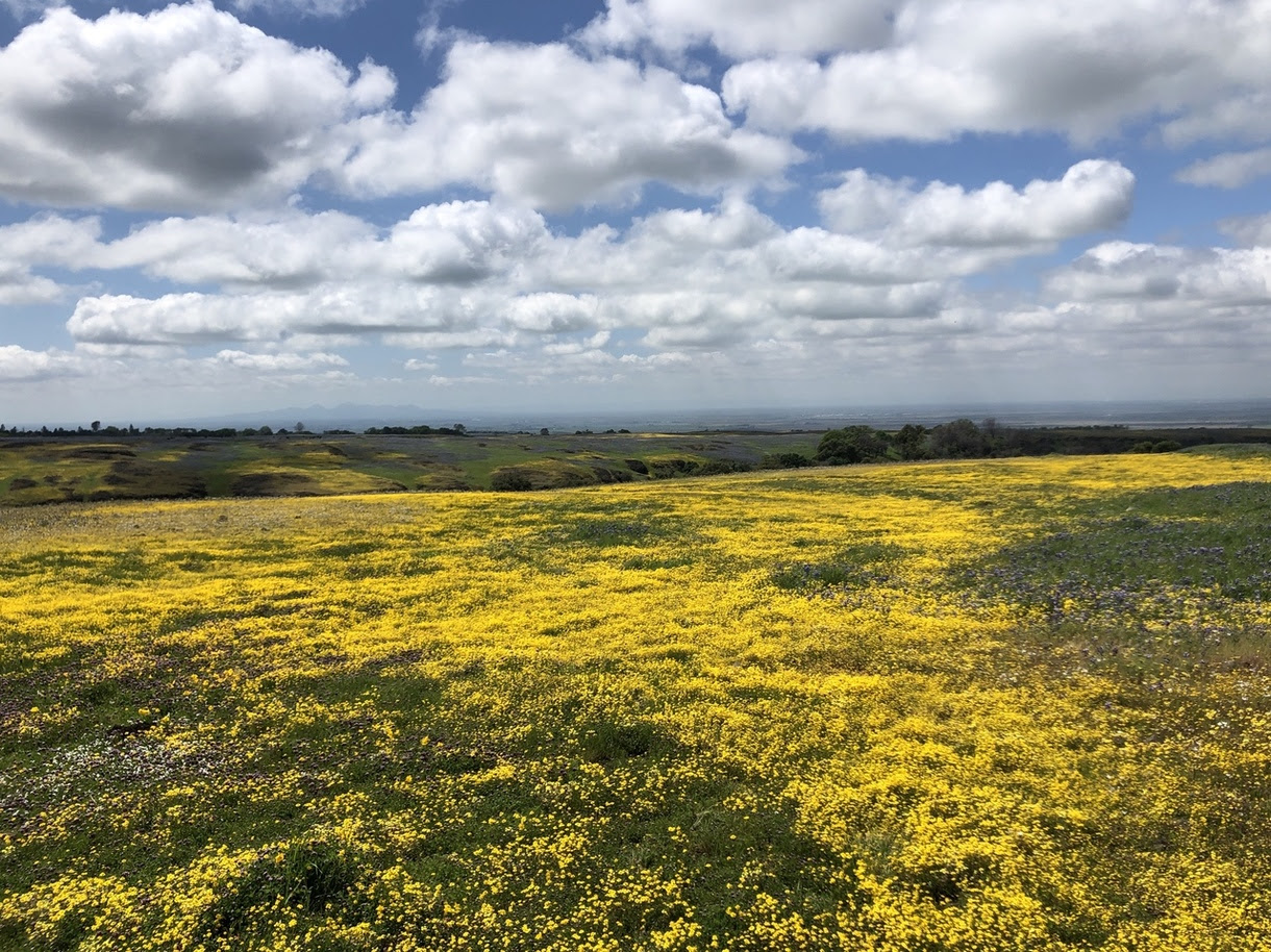 Five Senses of Spring - Turning Green
